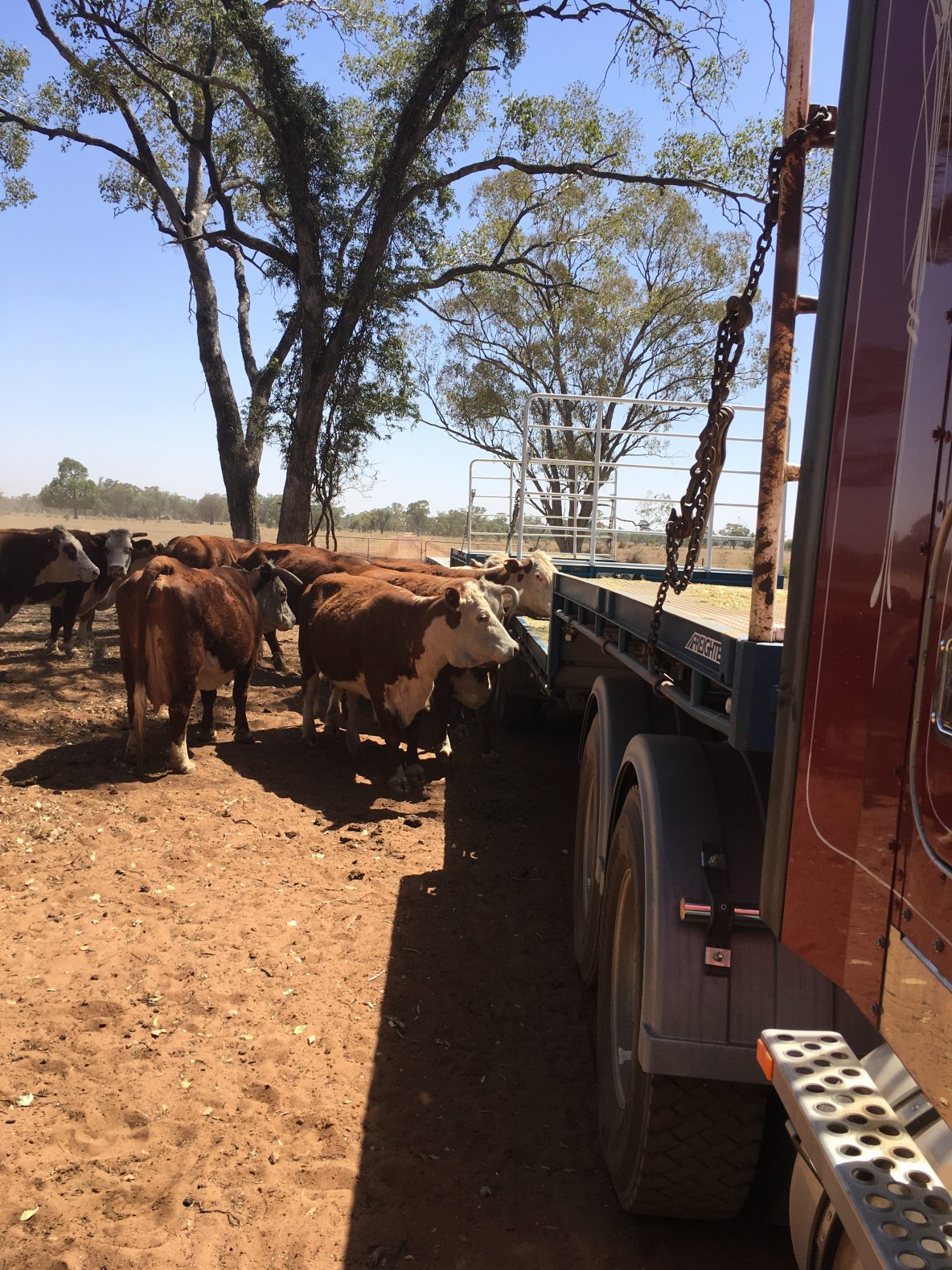 Haygrowers, premium quality hay